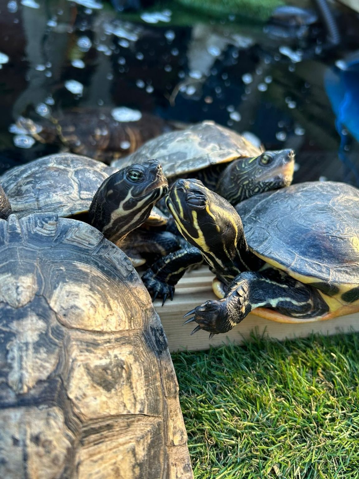 Terrapin 101 – Run by: South Yorkshire Terrapin & Tortoise Rescue