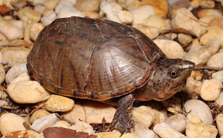 Identifying Terrapins/Turtles – Terrapin 101