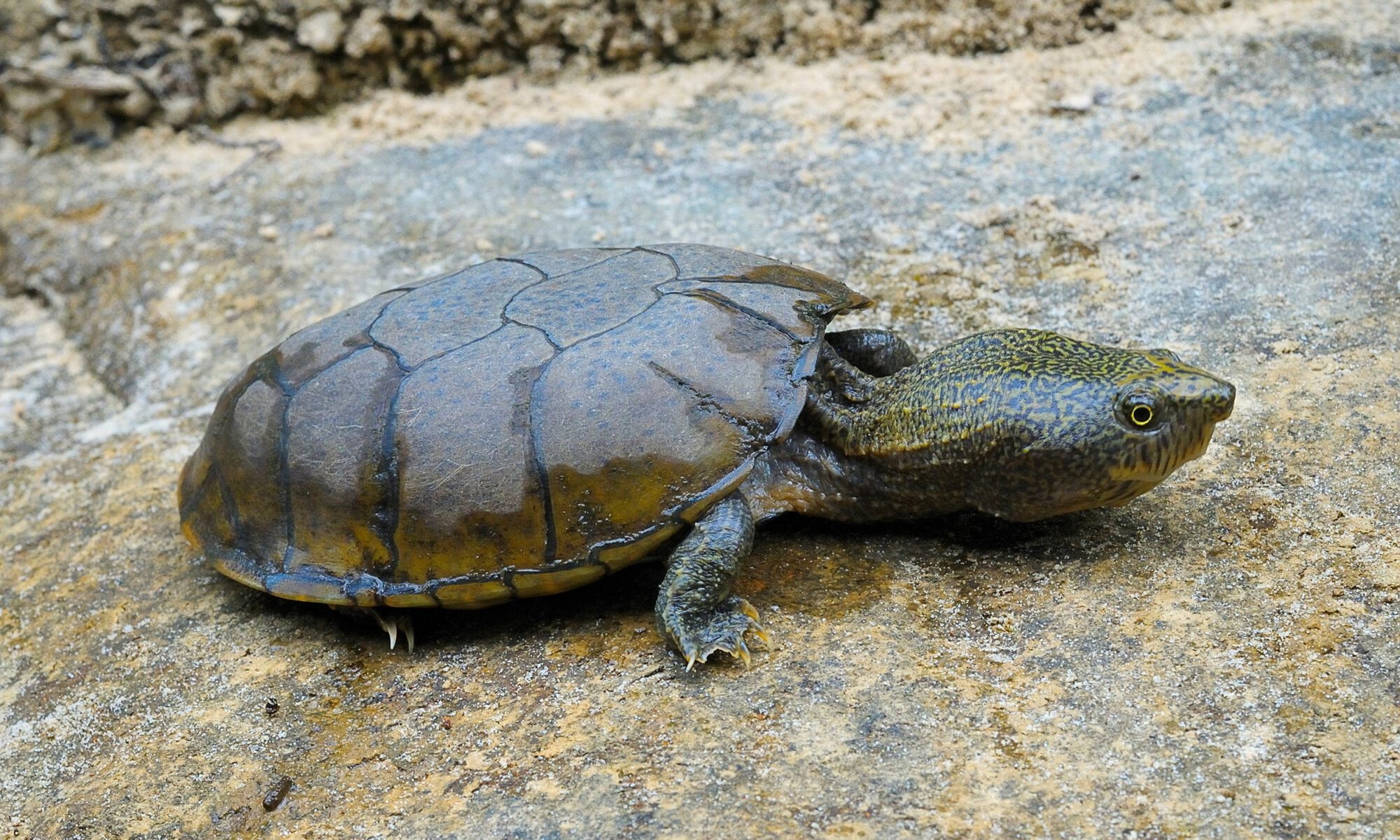Identifying Terrapins/Turtles – Terrapin 101