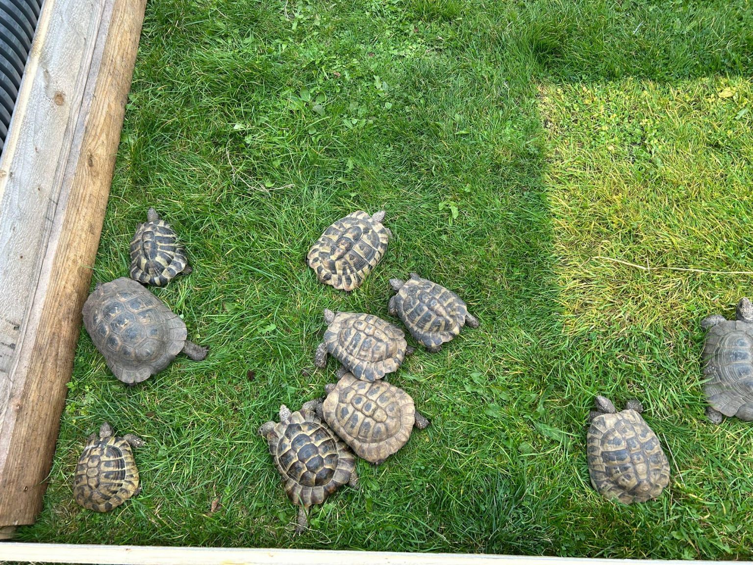Terrapin 101 – Run by: South Yorkshire Terrapin & Tortoise Rescue