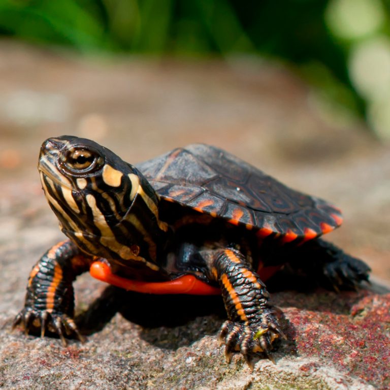 Identifying Terrapins/Turtles – Terrapin 101