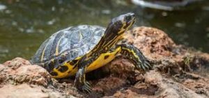 Identifying Terrapins/Turtles – Terrapin 101