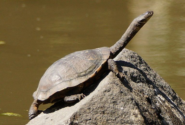 Identifying Terrapins/Turtles – Terrapin 101
